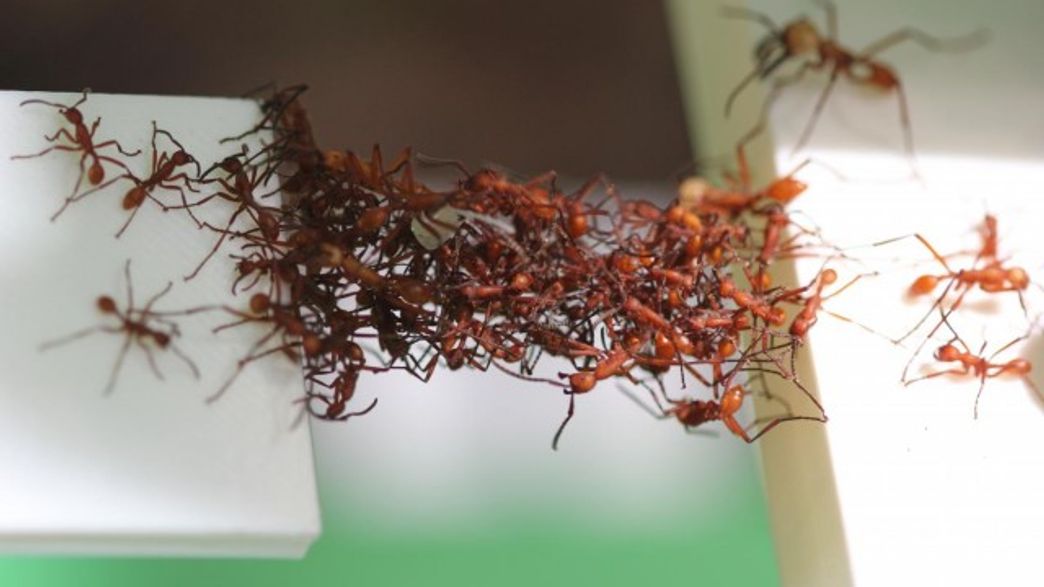 How Ants Use Their Own Bodies To Make Movable Bridges | IFLScience