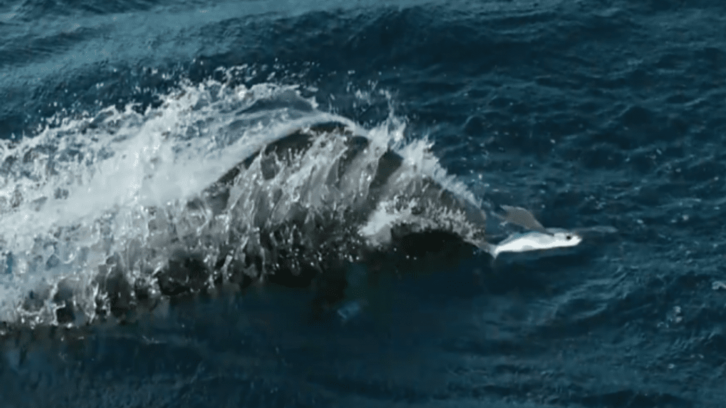 Incredible Footage Of Flying Fish Trapped Between Predators | IFLScience