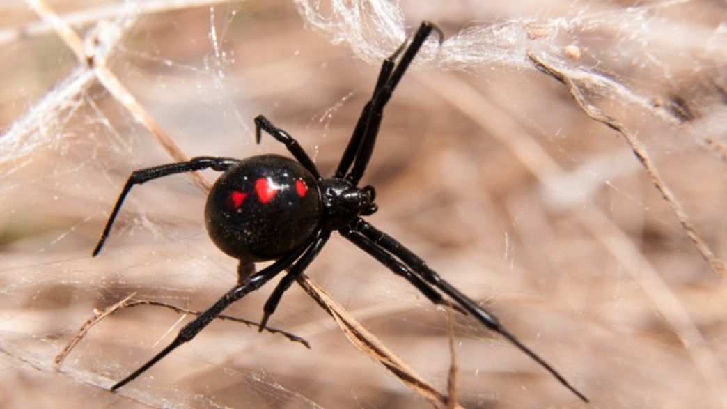 Spiders Identified By DNA Extracted From Their Web | IFLScience