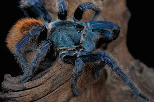 Cobalt Blue Tarantula Fangs