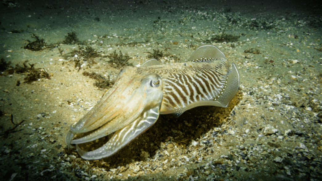 When Cuttlefish Hold Their Breath They Become Invisible To Sharks ...