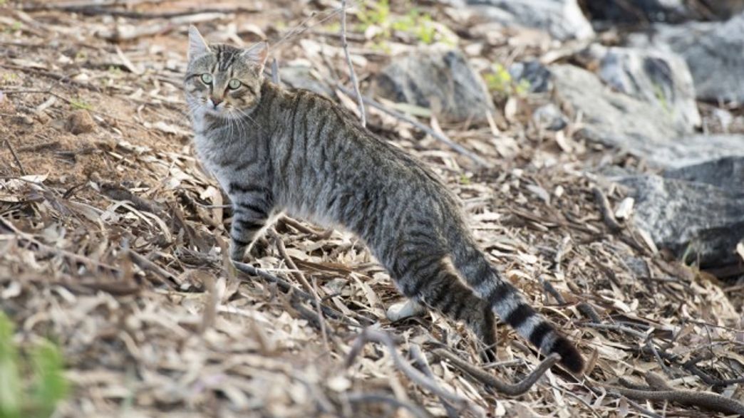 Australia's Cats Came From Europe In The 1800s | IFLScience