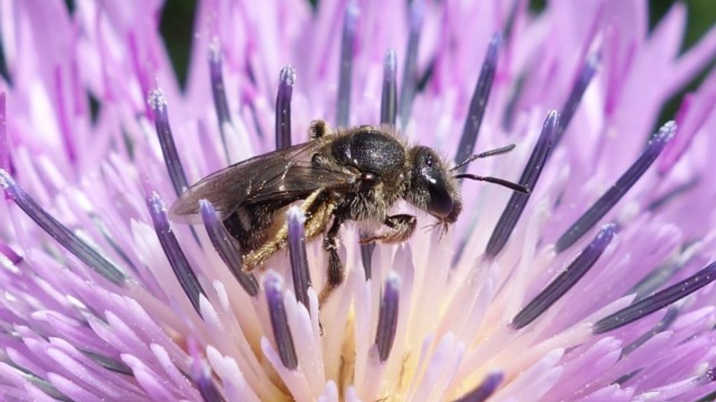 Ecosystems Suffering Biodiversity Losses Are Less Resilient To Change ...