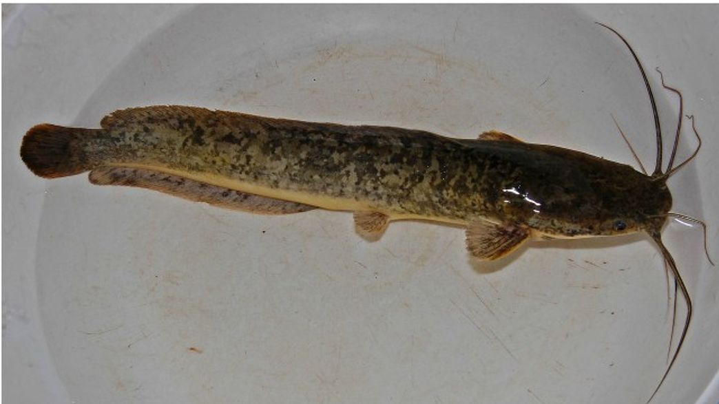 Brave Fish Are More Likely To Surface For Air | IFLScience