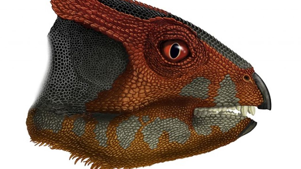 New "Ornamental Face" Horned Dino Discovered In China | IFLScience