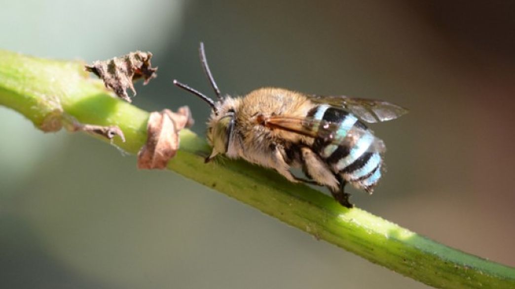 This Headbanging Bee Hits A Flower 350 Times A Second | IFLScience