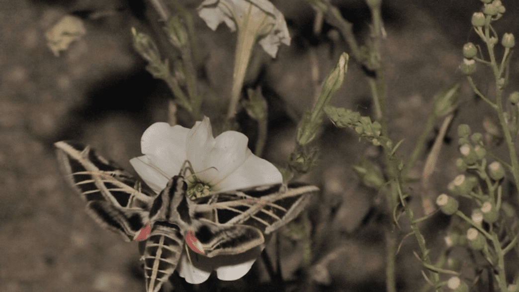 One Gene Determines Which Pollinator A Petunia Will Attract | IFLScience