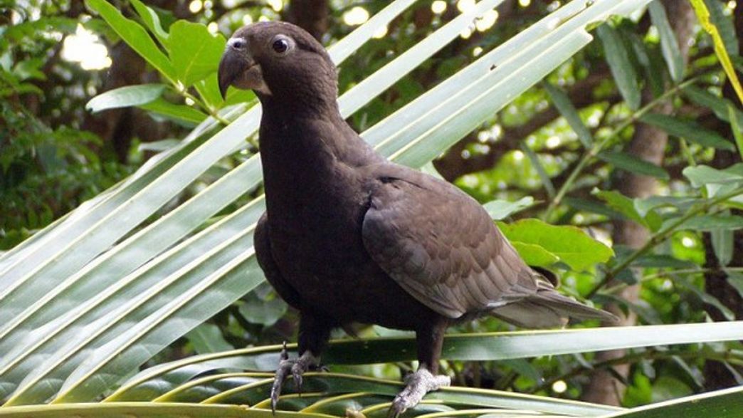 Parrot Uses Pebbles To Grind Seashells To Get Essential Minerals ...