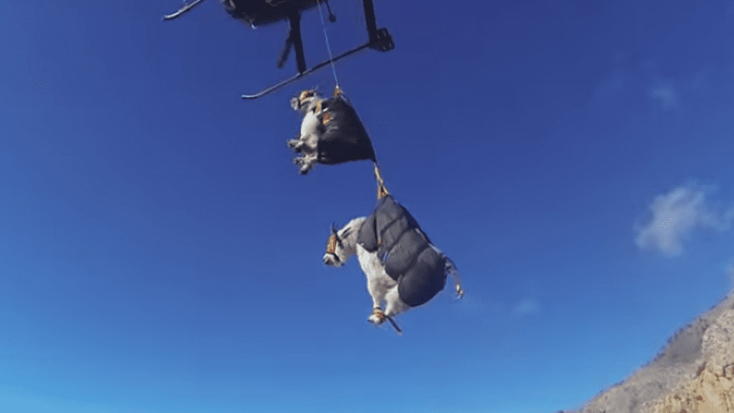 Watch These Mountain Goats Get A Helicopter Ride in Utah | IFLScience