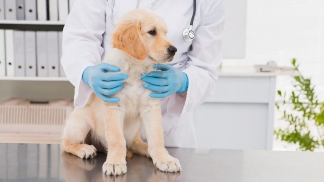 Fatal Flesh-Eating Disease That Infects Dogs Is On The Rise | IFLScience