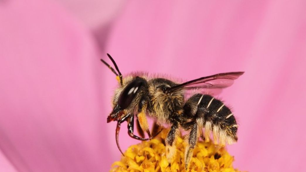 Wild Bees Declining Across Almost A Quarter Of The U.S. | IFLScience