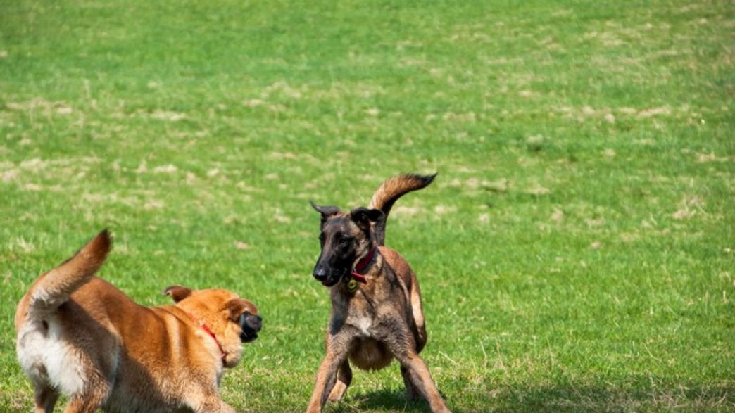 Do Dogs Feel Empathy