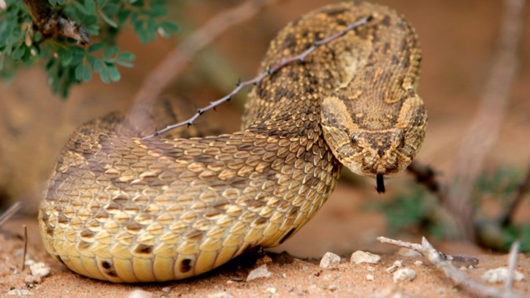 Puff Adder Scent Is So Well Camouflaged, Even Dogs Can't Smell Them ...
