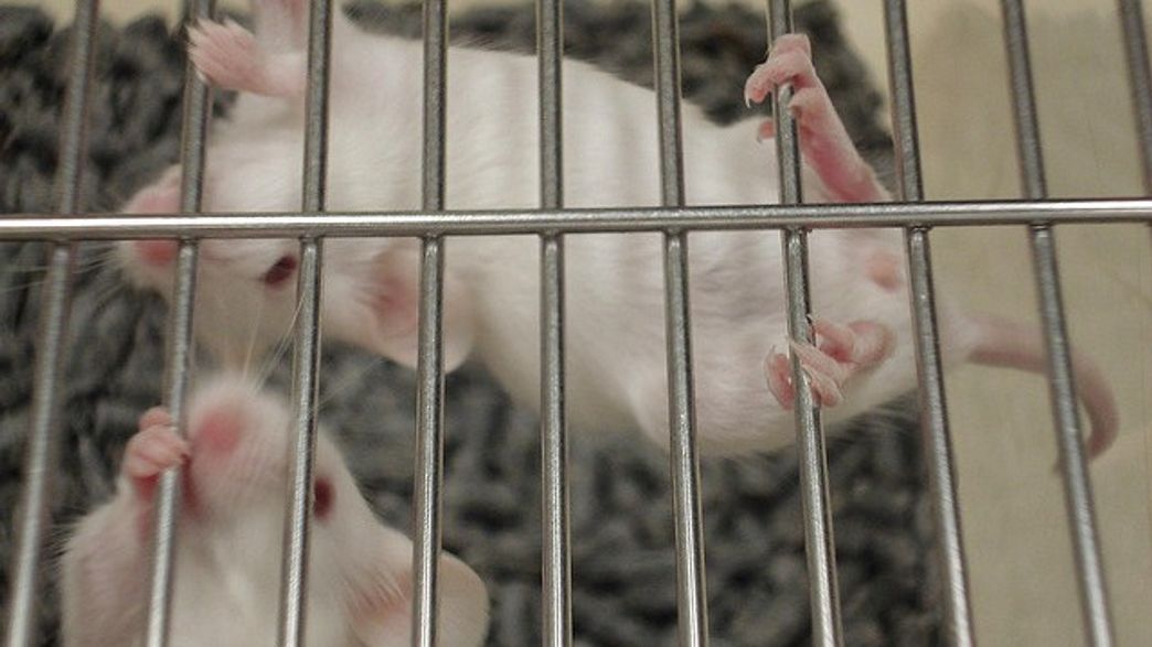 "Missing" Lab Rodents Could Be Skewing Biomedical Research | IFLScience