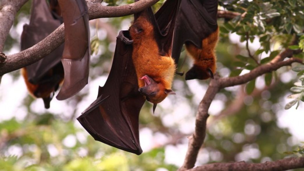 Hotspots Where Diseases Might Jump From Bats To Humans Mapped | IFLScience