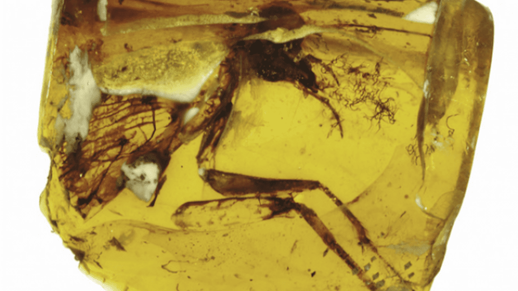 New Mantis Species Discovered In Cretaceous Ambers | IFLScience