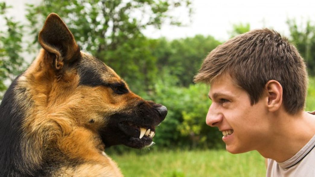 Yes, Dogs Really Can Read Your Mood | IFLScience