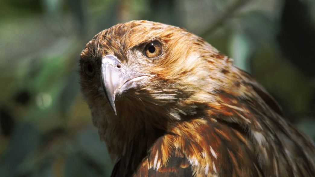 Australian Raptors May Be Playing With Fire | IFLScience