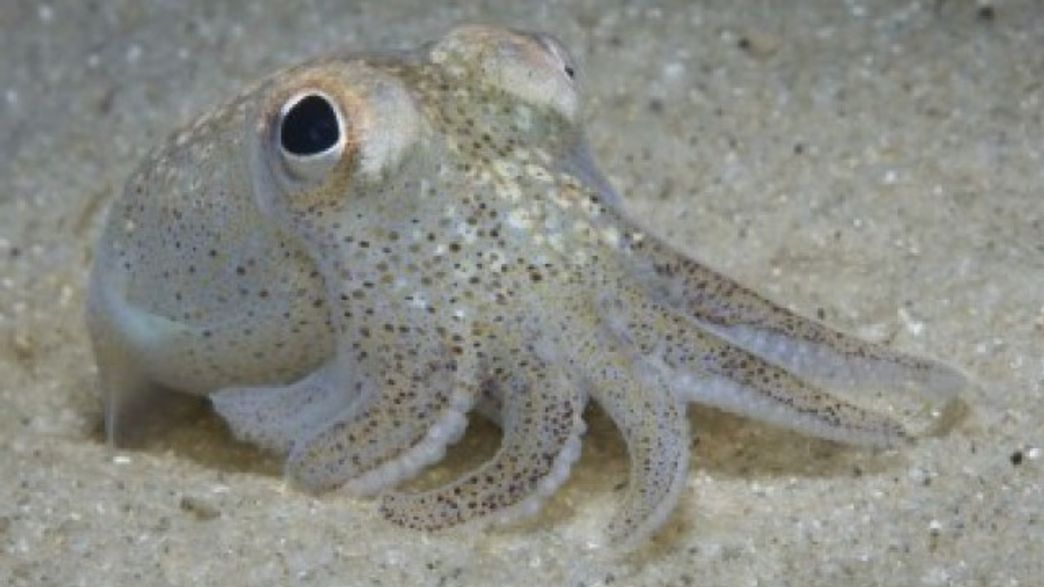 Male Squid Are Surprisingly Liberal With Their Sperm | IFLScience