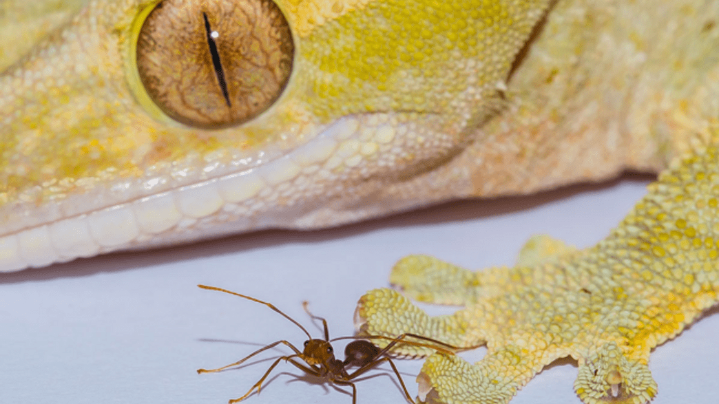 Sticky Gecko Footpads Explain Why Spider-Man Likely Can't Exist ...