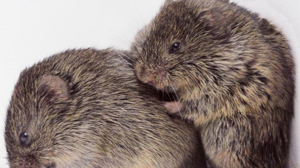 Love Hormone Helps Prairie Voles Console Others In Distress | IFLScience