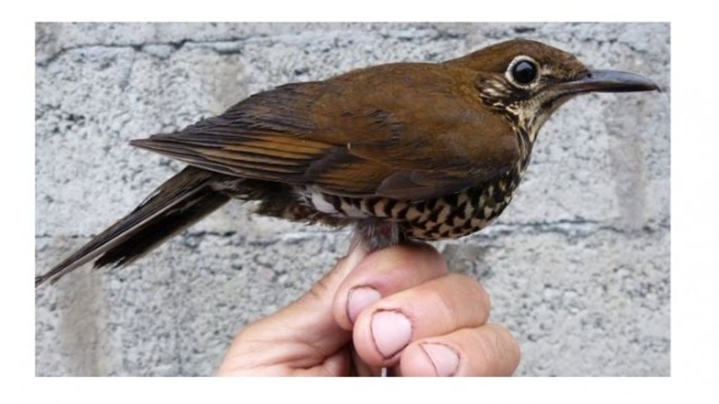 Himalayan Thrush Turns Out To Be Three Separate Species | IFLScience