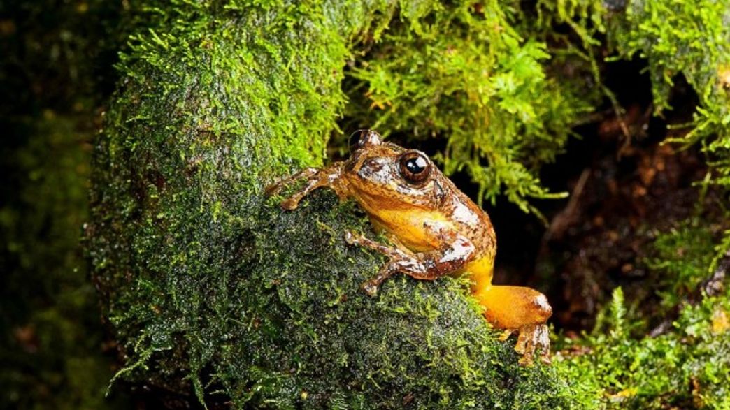 "Extinct" Frog Rediscovered In India After 130 Years | IFLScience