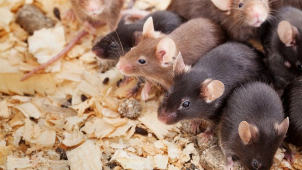Male Mice Can Reproduce Without Y Chromosomes | IFLScience