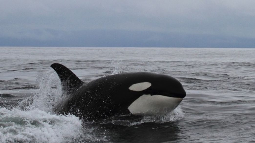 The Noise From Ships Interferes With Orca Communication | IFLScience