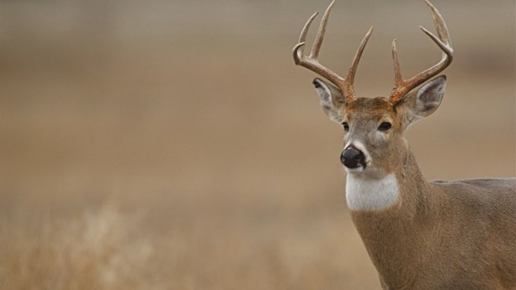First-Ever Malaria Native To The Americas Found In Deer | IFLScience
