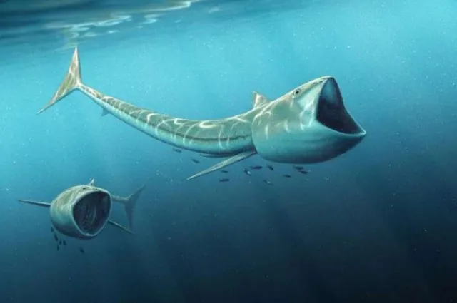 Plankton Fish
