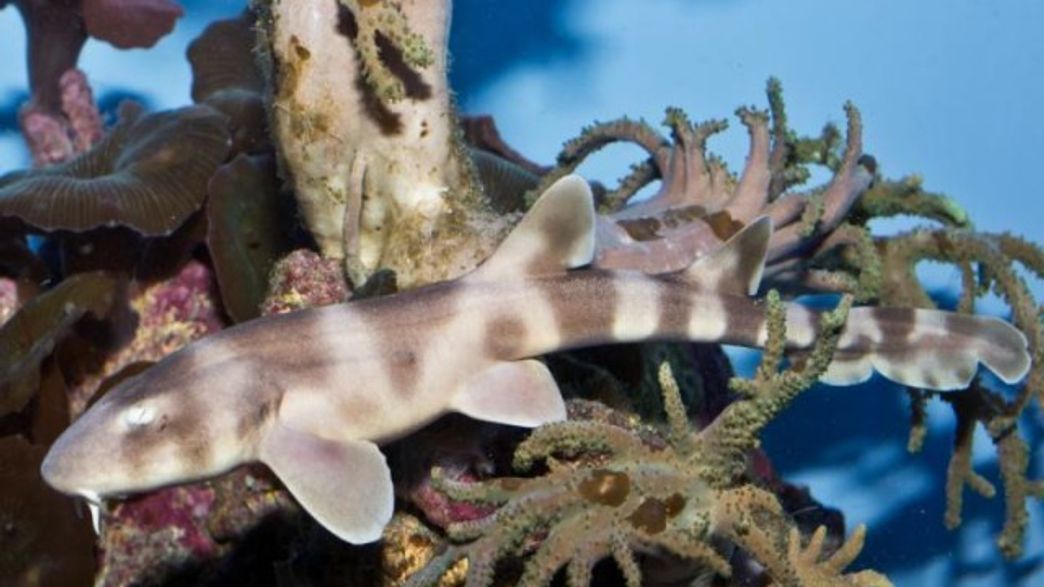 Shark "Virgin Birth" Due At U.K. Aquarium | IFLScience
