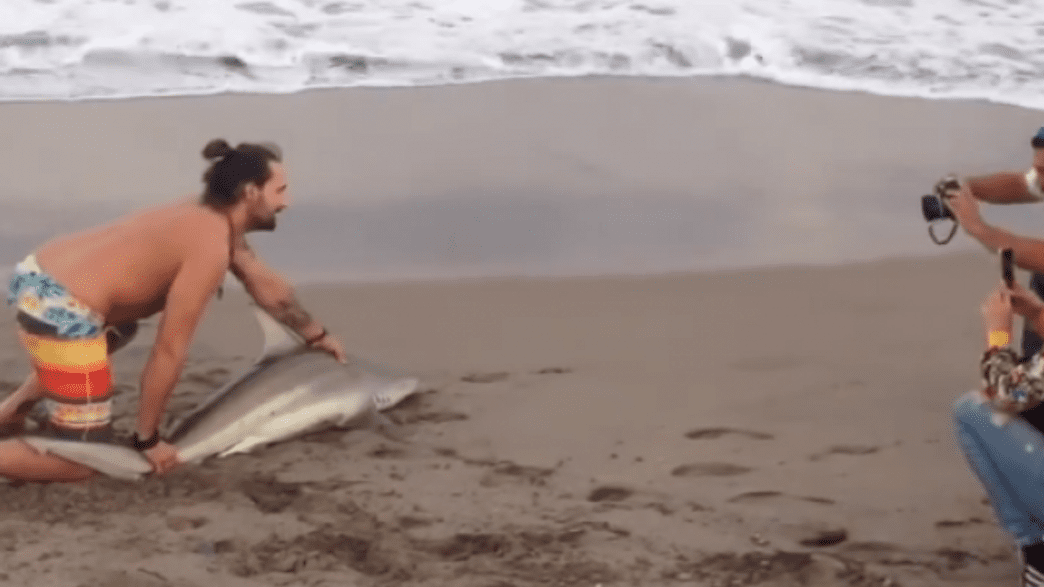 Man Pulls Shark From The Sea To Pose For Photographs | IFLScience