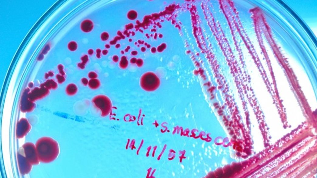 Genetically Modified Bacteria Used To Create Precursor To Morphine ...