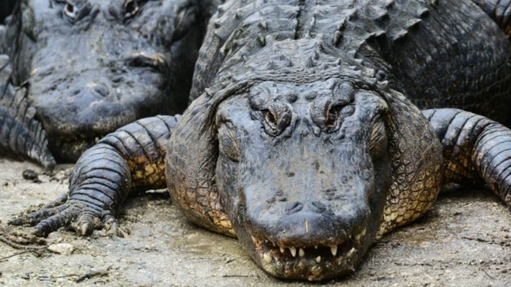 Wading Birds Pay Alligators For Protection By Sacrificing Chicks ...