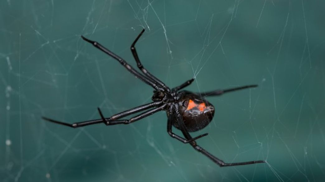 Black Widows’ Red Markings May Be More Visible To Predators Than Prey ...