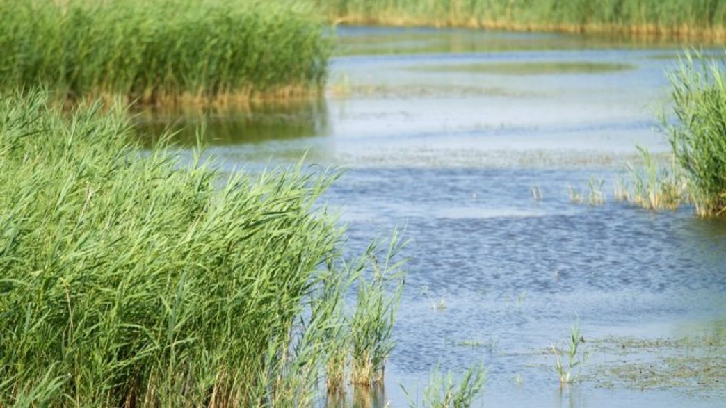 How A Giant Reed Grows So Fast | IFLScience