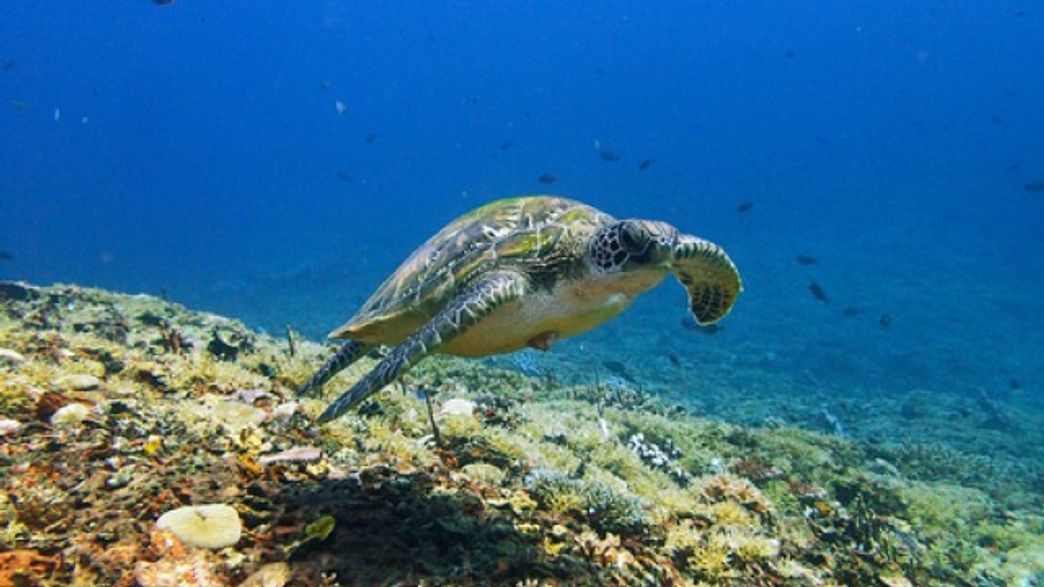 Here's What Happens To Turtles When They Swallow Too Much Plastic ...