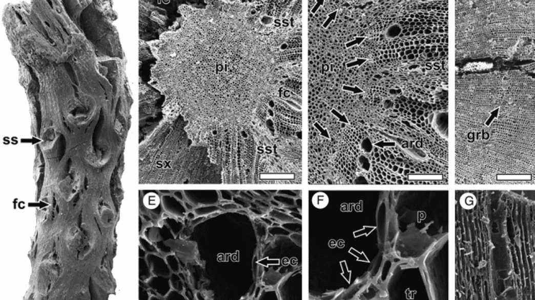 Oldest Known Pine Tree Fossil Discovered | IFLScience
