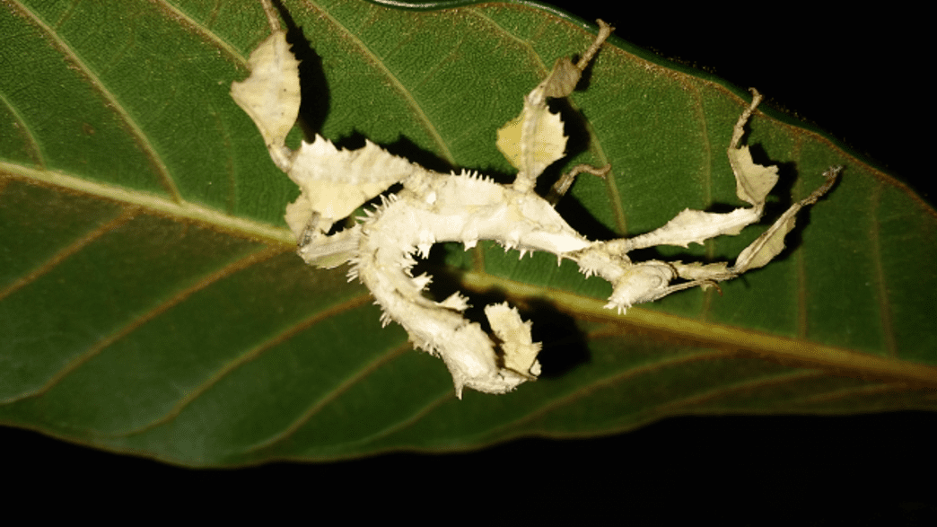 Stick Insects Digest Plants With Enzymes Previously Unknown In Animals ...