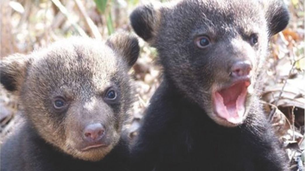 The "Teddy Bear" Is No Longer Threatened | IFLScience