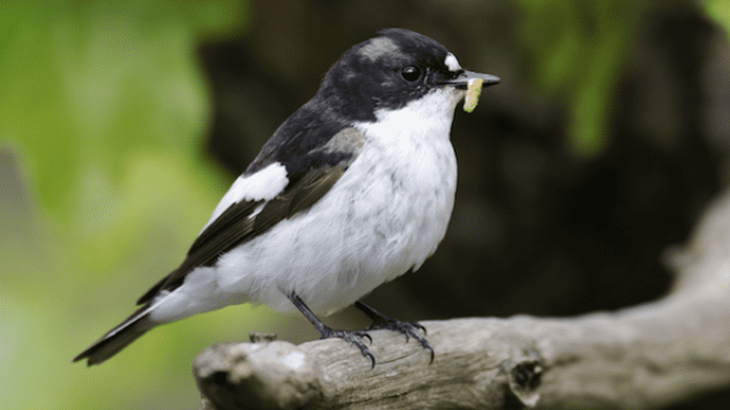 Small Birds Have Ultra-Rapid Vision | IFLScience