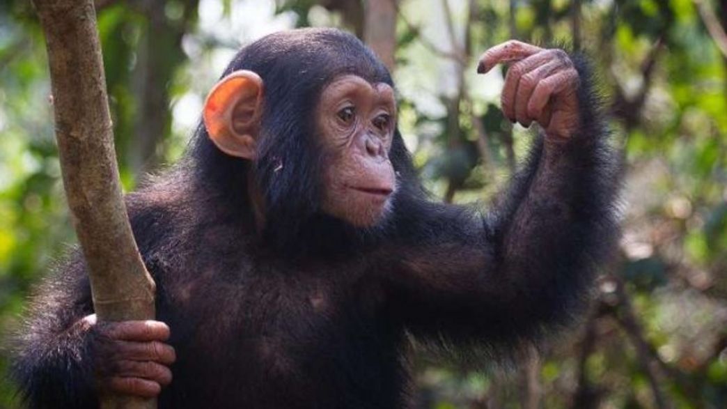 Chimpanzee Parasites Allow Researchers To Delve Into The Evolutionary ...