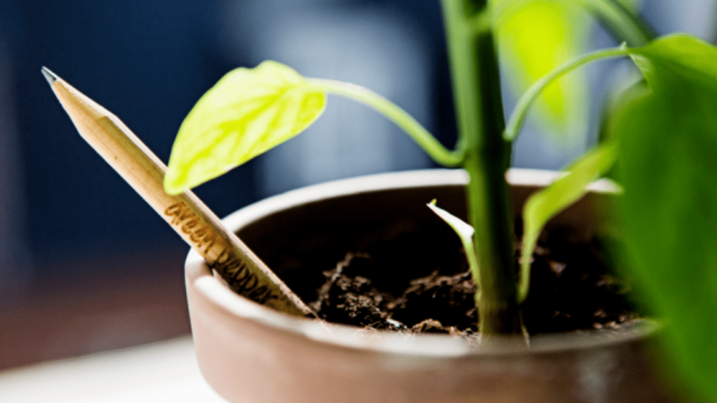 These Pencils Will Grow Into Plants If You Place Them In A Pot | IFLScience
