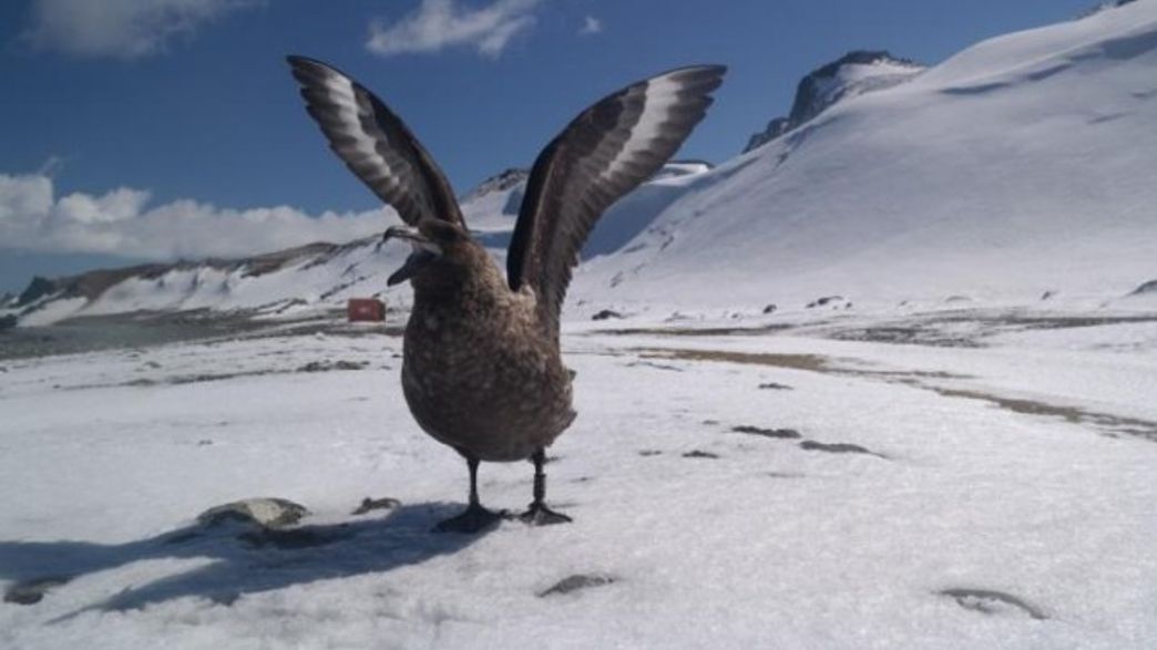 Antarctic Birds Can Recognize And Hold Grudges Against Specific Humans ...