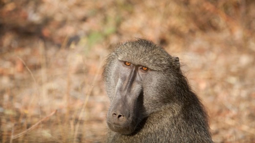 Baboon With Transplanted Pig Heart Survives For Nearly Three Years ...