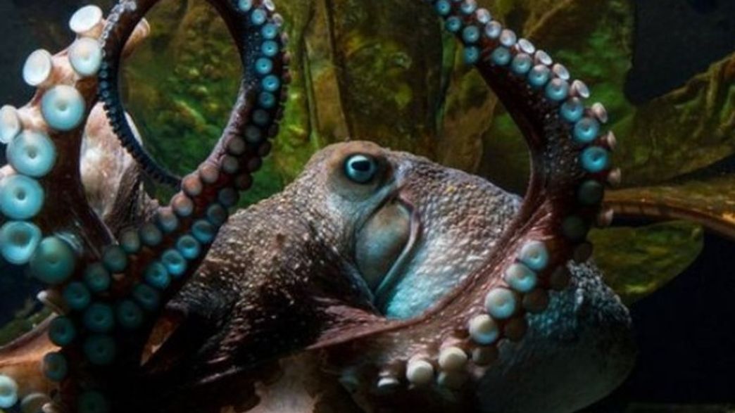 Sneaky Octopus Makes Daring Escape Through Aquarium's Drain Pipe Into ...