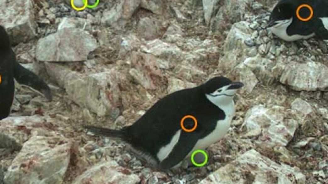 Scientists Need You To Help Them Count Penguins | IFLScience