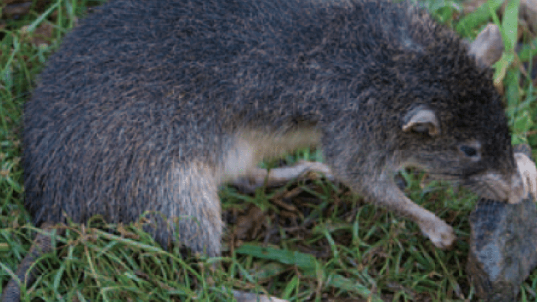 Giant Species Of Rat Discovered | IFLScience