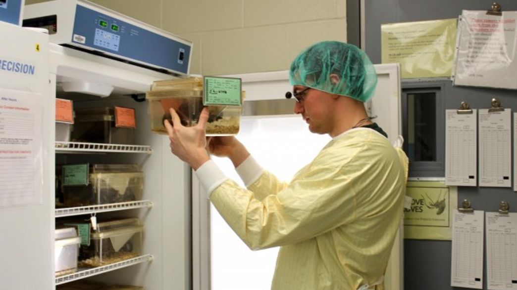 Are Cold Lab Mice Undermining Science? | IFLScience